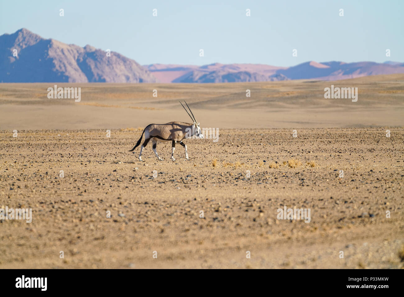 Walking across the desert hi-res stock photography and images - Alamy