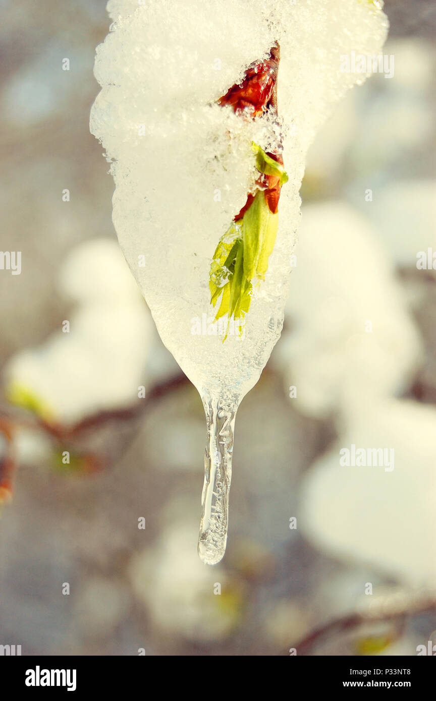 green leaves sprouting through the melting snow in the spring Stock ...
