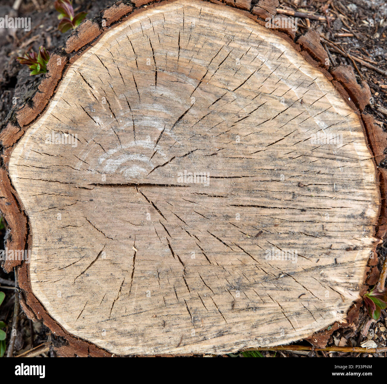 Tree Cross Section Oak Stock Photos & Tree Cross Section Oak Stock ...