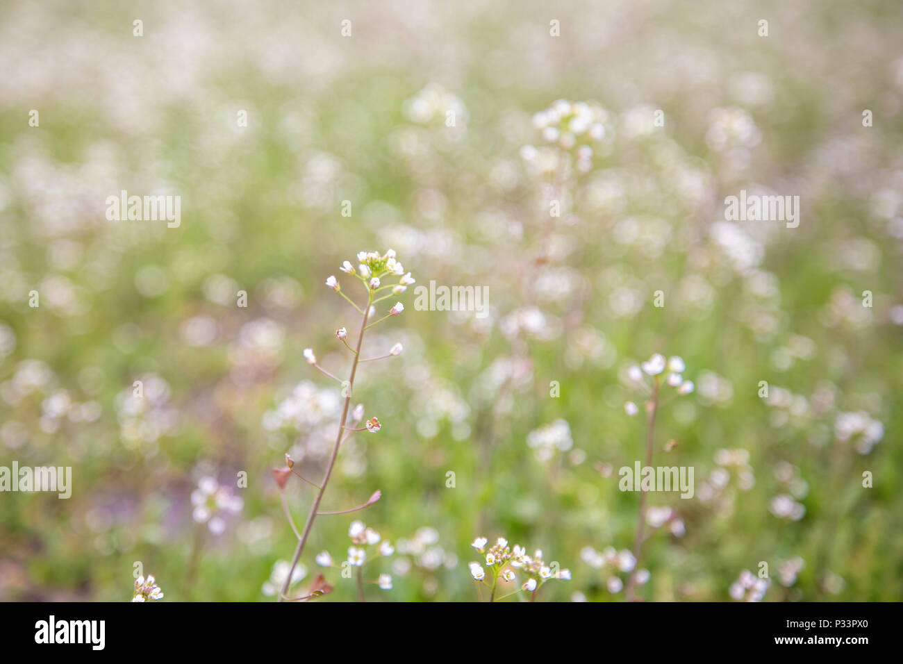 Small white wildflowers hi-res stock photography and images - Alamy