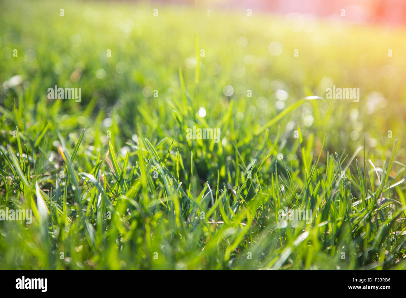 Green grass with sunshine and lightnings. The nature background Stock ...
