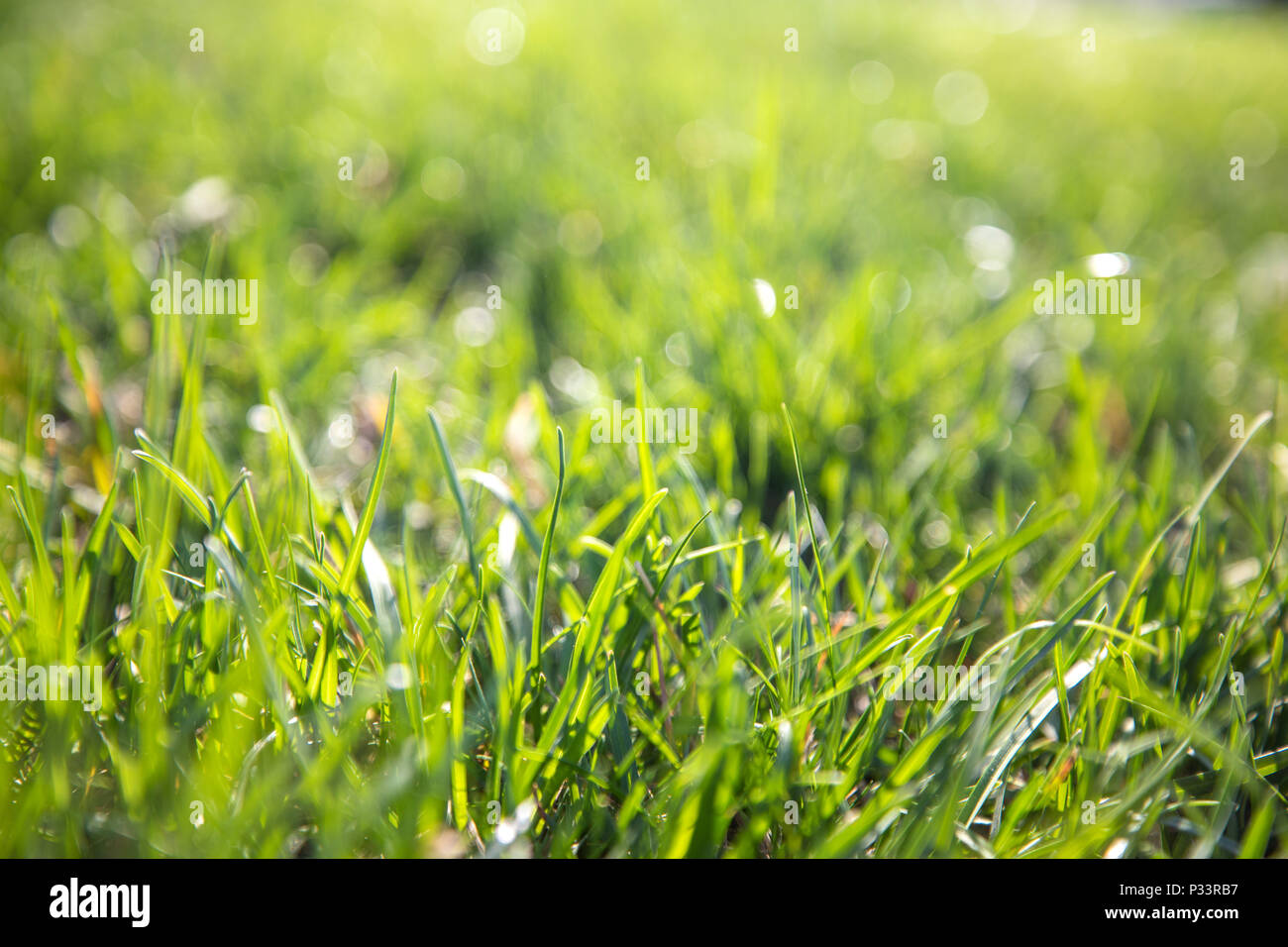 Green grass with sunshine and lightnings. The nature background Stock ...