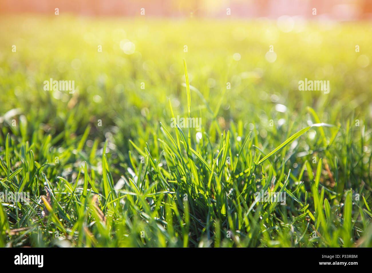 Green grass with sunshine and lightnings. The nature background Stock ...