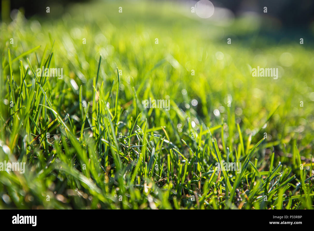 Green grass with sunshine and lightnings. The nature background Stock ...