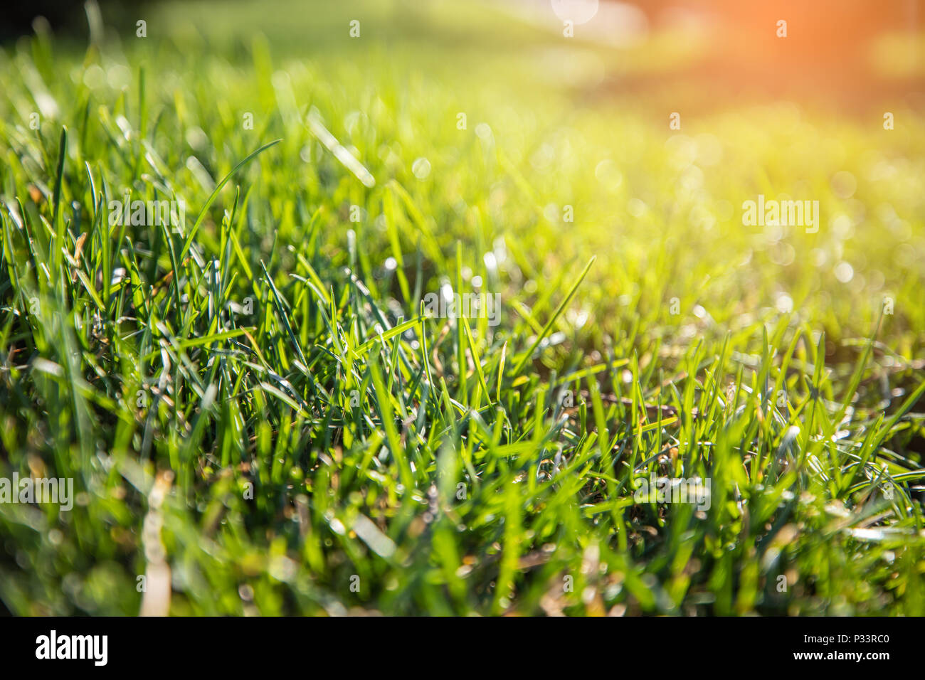 Green grass with sunshine and lightnings. The nature background Stock ...