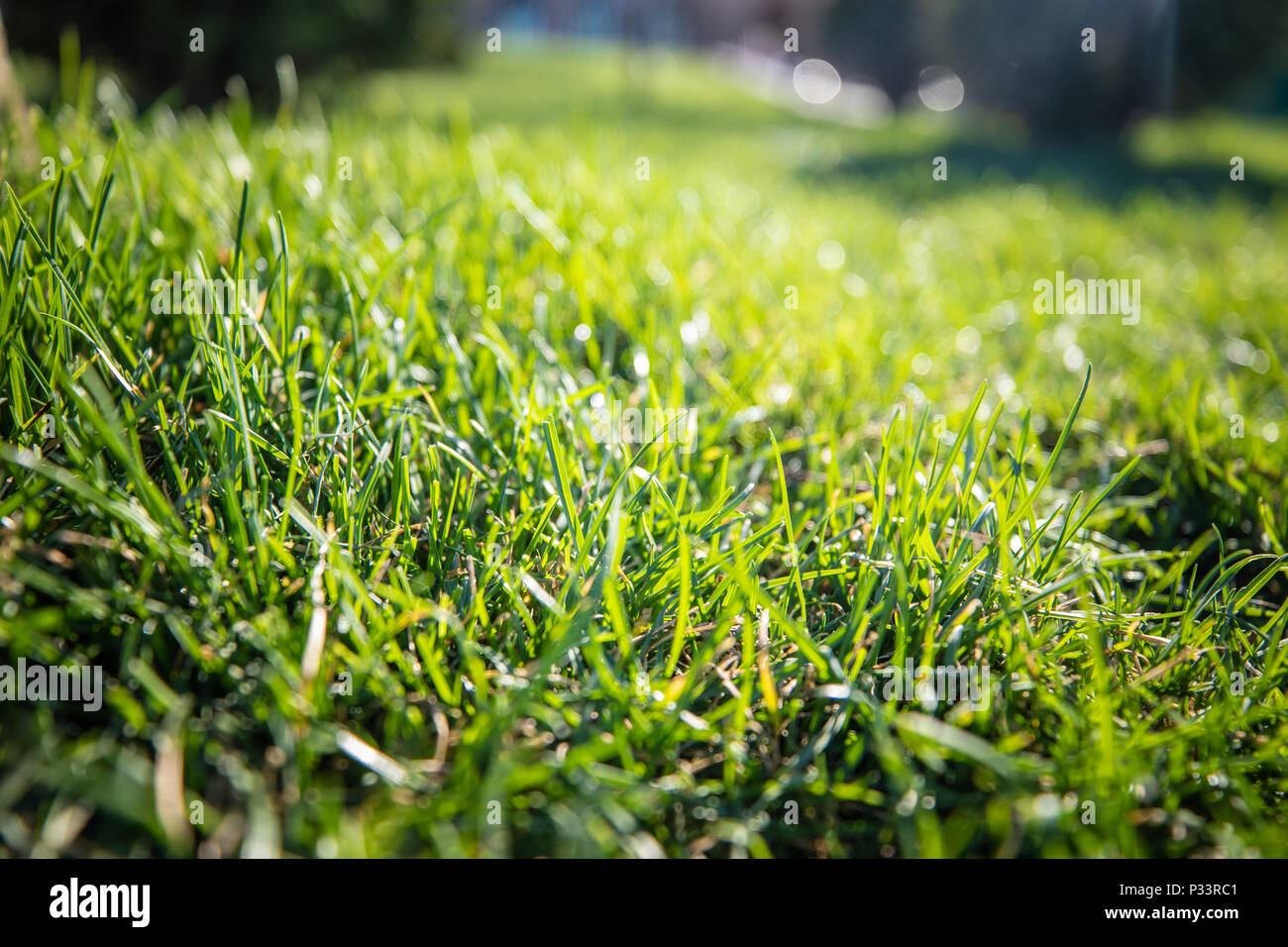 Green grass with sunshine and lightnings. The nature background Stock ...
