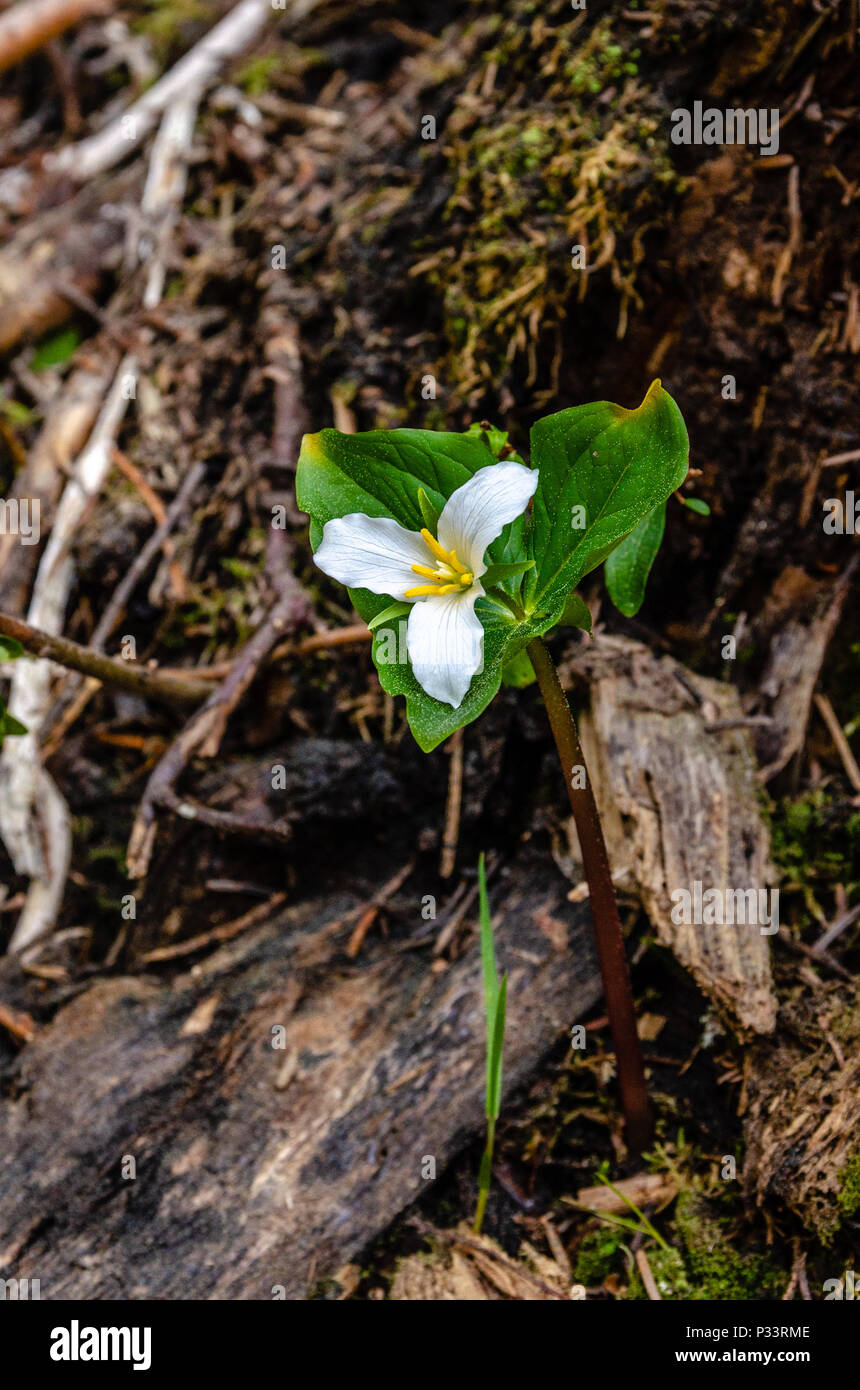 Trillium blooms hi-res stock photography and images - Alamy