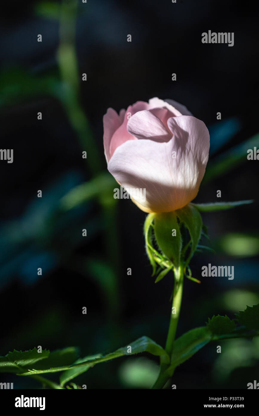 Rambling Roses High Resolution Stock Photography and Images - Alamy