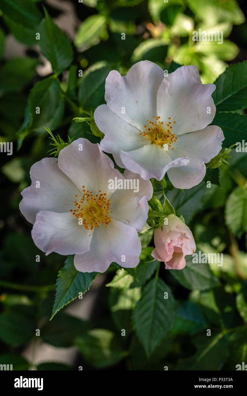 Scotch rose hi-res stock photography and images - Alamy