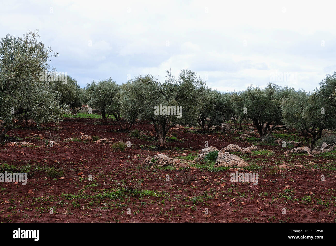 Morocco red soil hi-res stock photography and images - Alamy