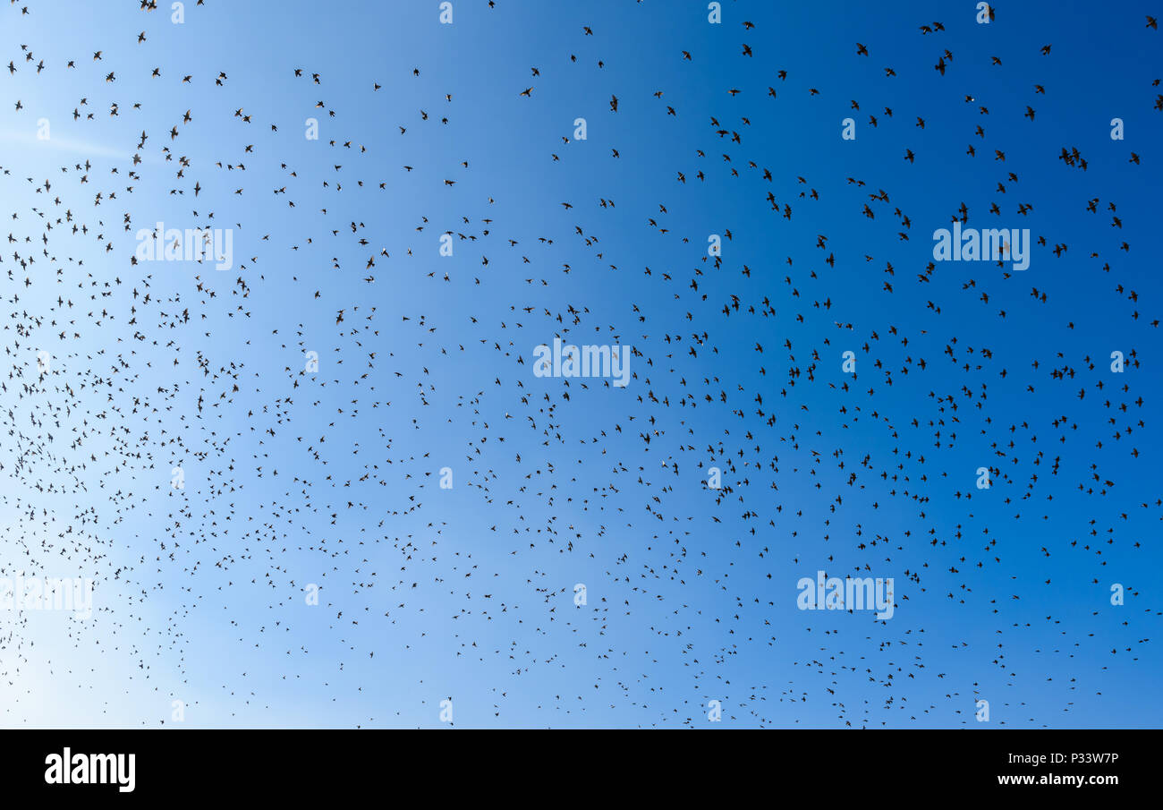 Flying bird swarm - togetherness of animals Stock Photo - Alamy