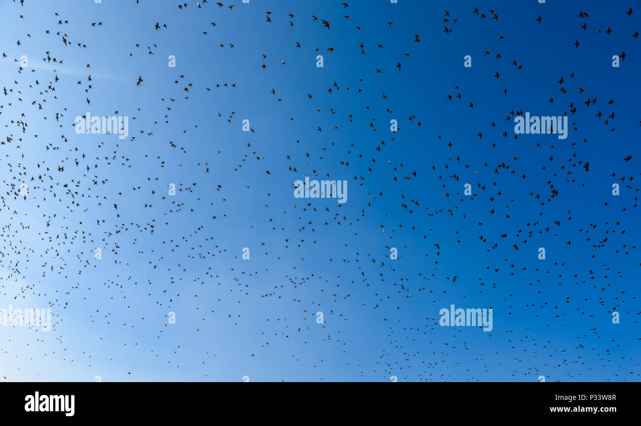 Flying bird swarm - togetherness of animals Stock Photo - Alamy
