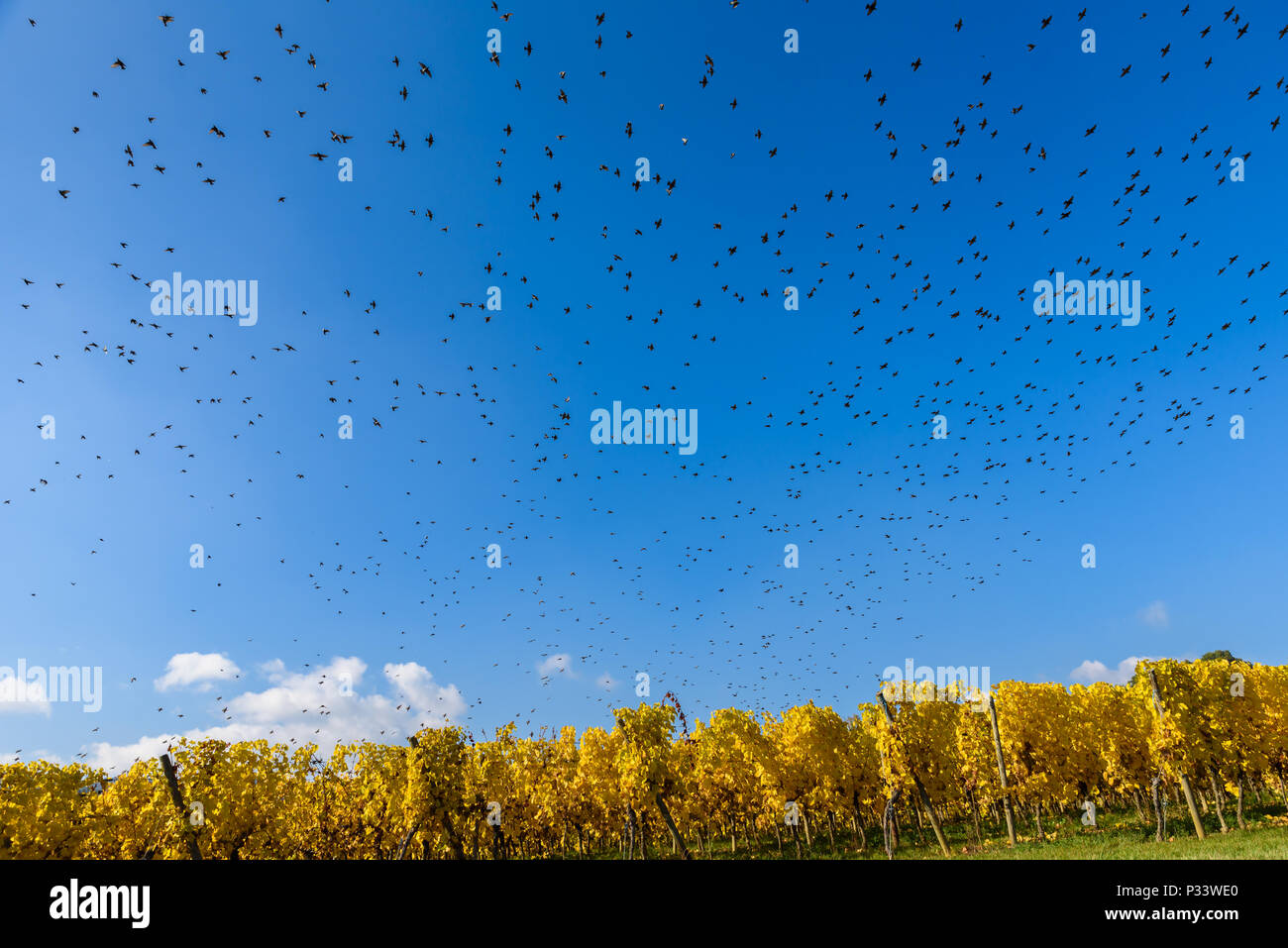 Flying bird swarm - togetherness of animals Stock Photo - Alamy