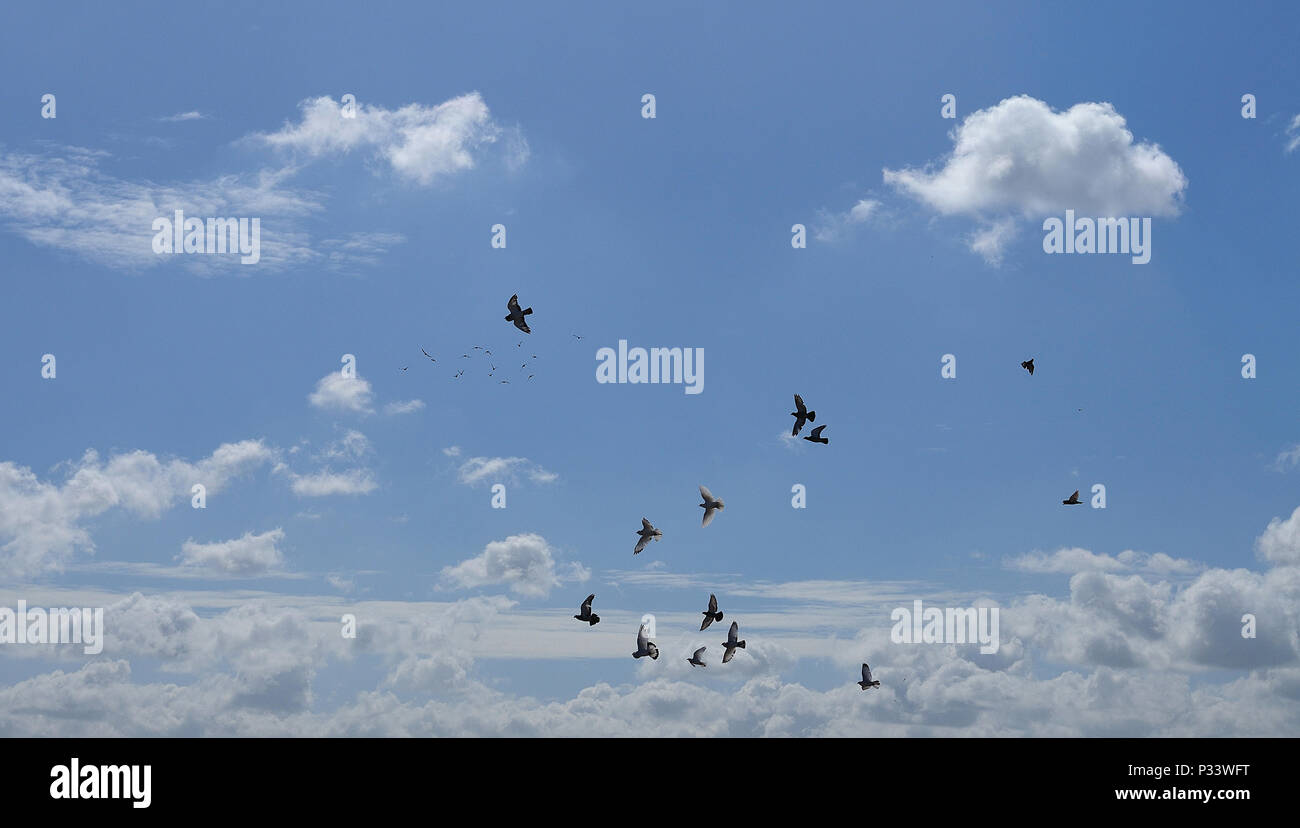 flock of doves flying in height in front of blue sky with white clouds ...