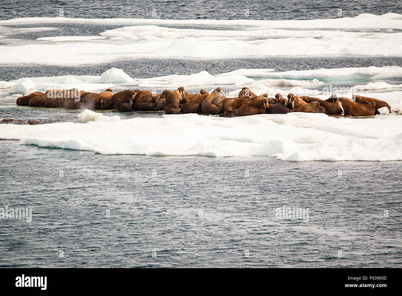 Walrus research team hi-res stock photography and images - Alamy