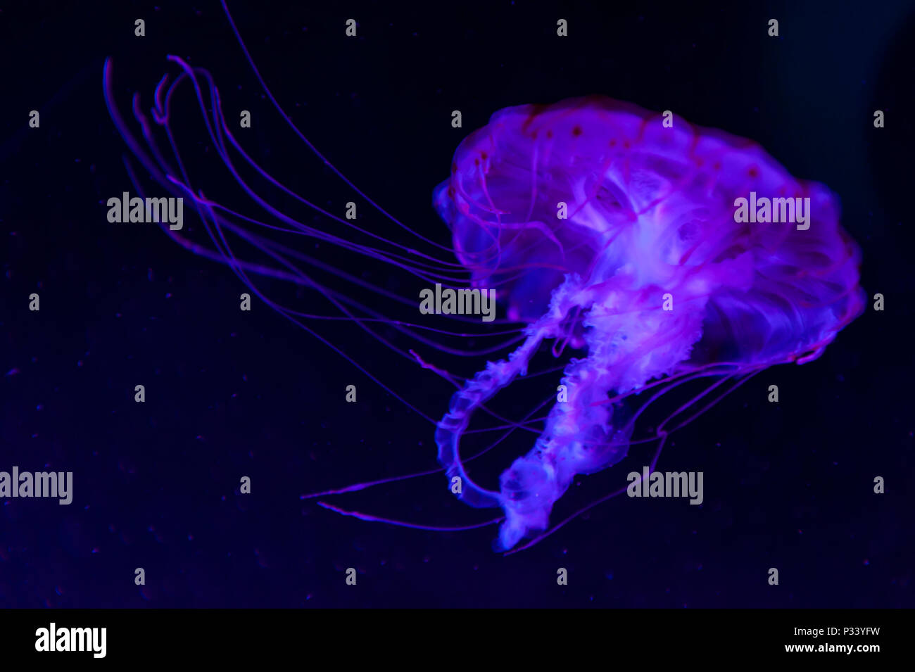 Striped jelly fish hi-res stock photography and images - Alamy