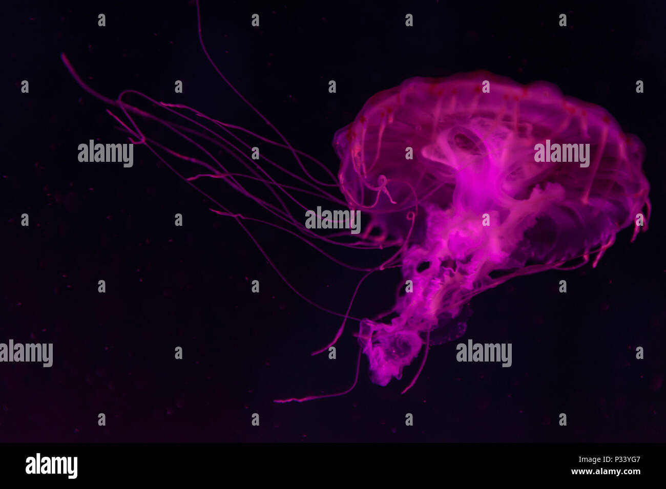 Purple striped jelly fish hi-res stock photography and images - Alamy