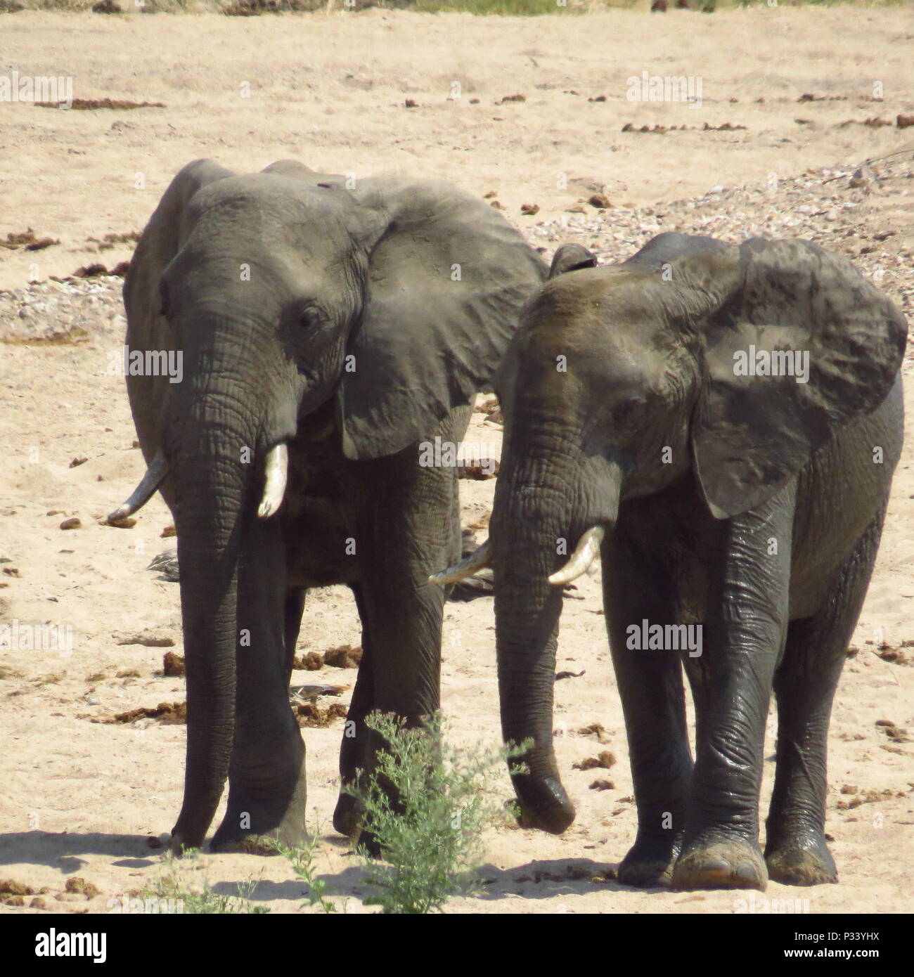 Wildlife poaching and trafficking hi-res stock photography and images ...