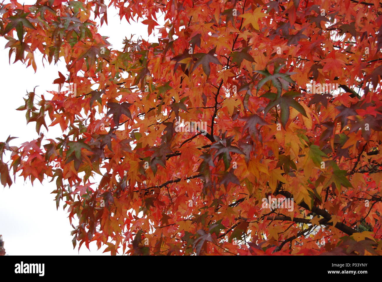 Red autumn (fall) leaves on a tree in London, England, United Kingdom ...