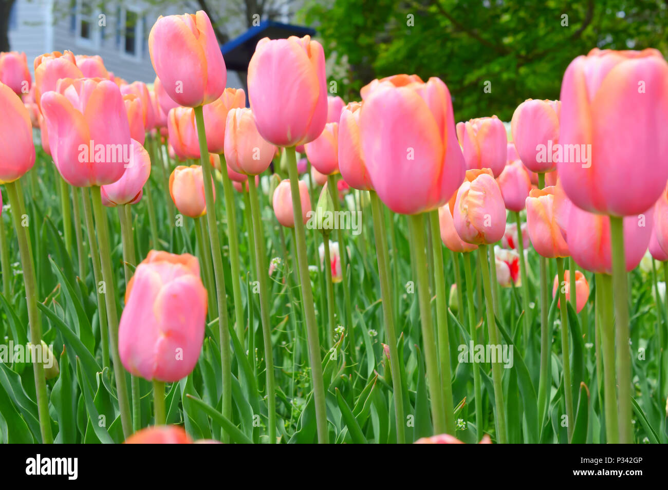 Blushing Lady Tulips at Windmill Island Tulip Garden Stock Photo - Alamy