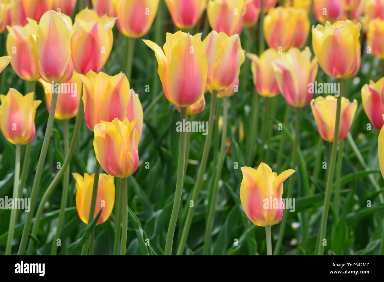 Blushing Beauty Tulips at Windmill Island Tulip Garden Stock Photo - Alamy