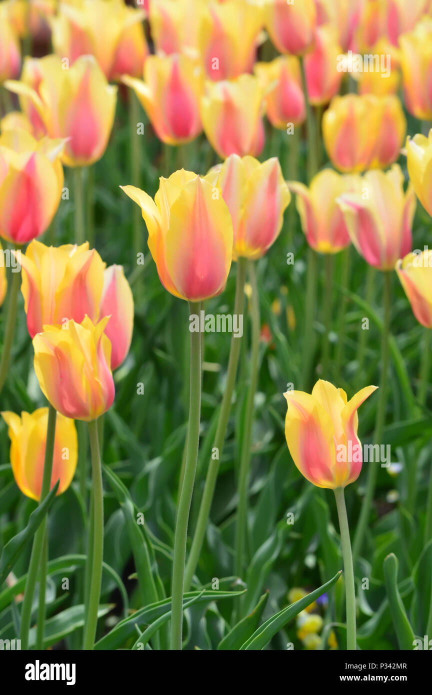 Blushing Beauty Tulips at Windmill Island Tulip Garden Stock Photo - Alamy