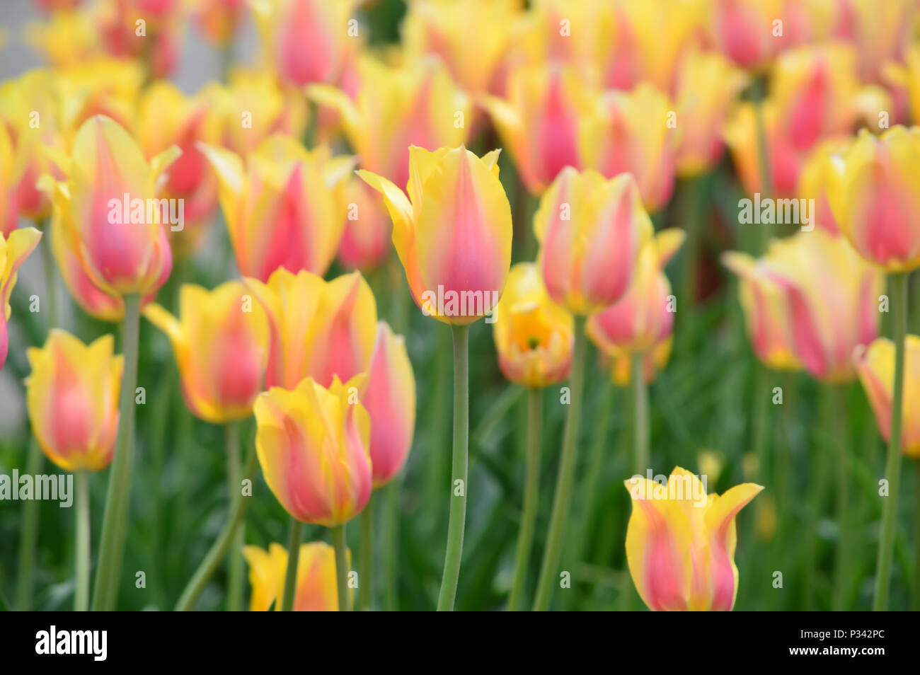 Blushing beauty tulip hi-res stock photography and images - Alamy