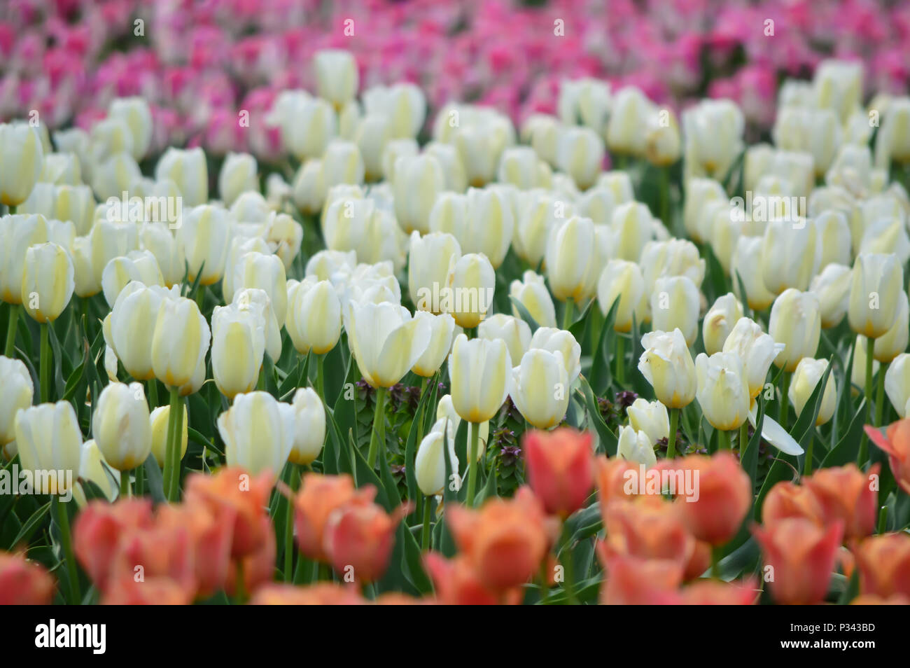 Holland Queen Tulips at Windmill Island Tulip Garden Stock Photo - Alamy