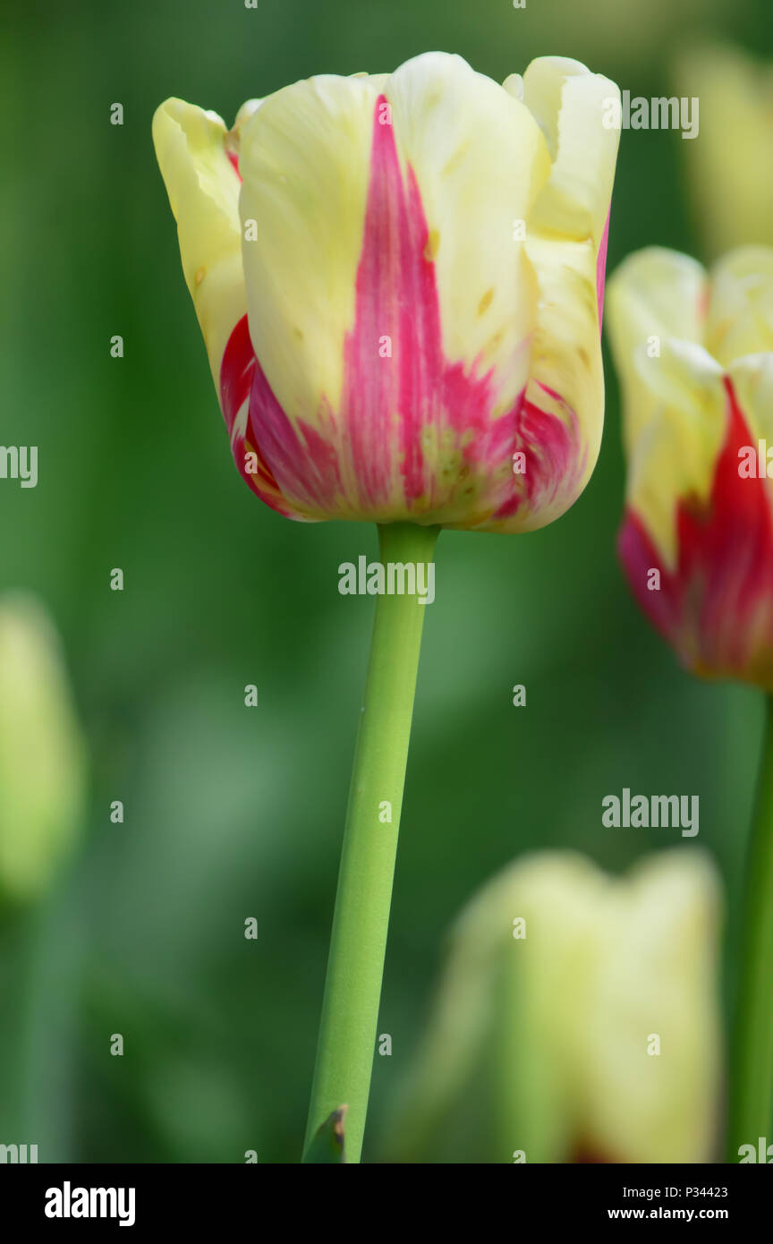 Washington Tulips at Windmill Island Tulip Garden Stock Photo - Alamy