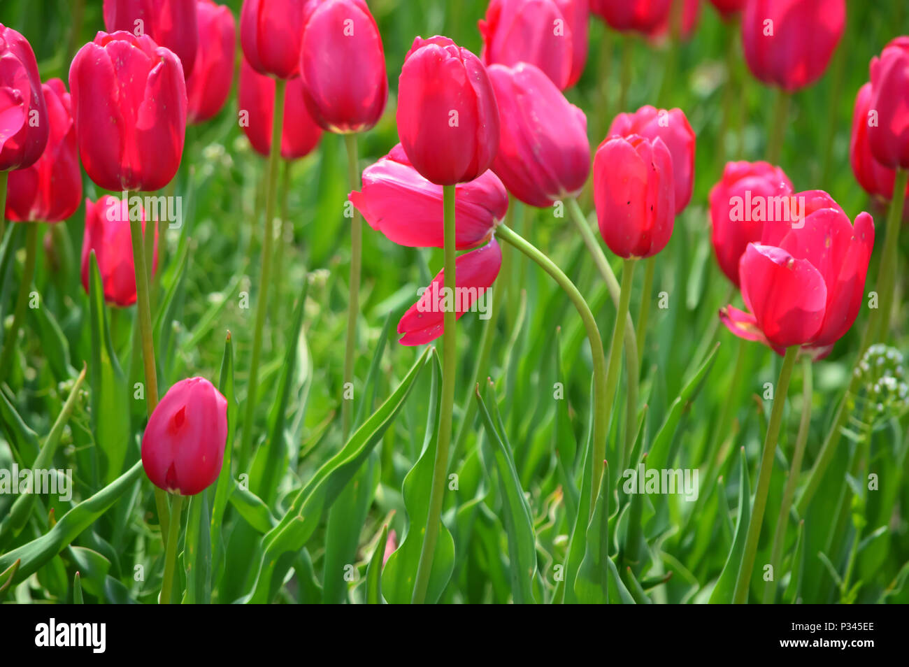 Barcelona Tulips at Windmill Island Tulip Garden Stock Photo - Alamy