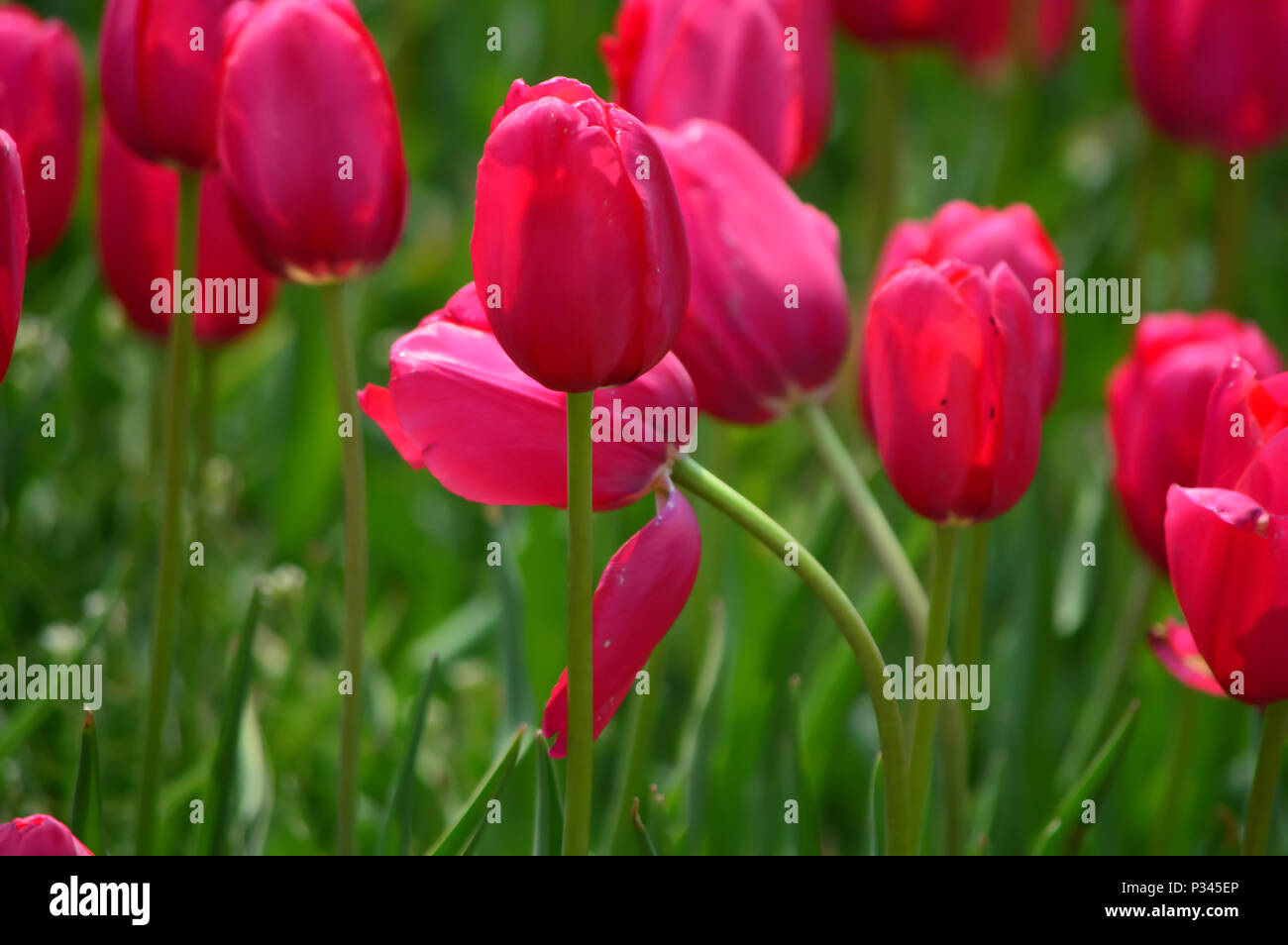 Tulip barcelona hi-res stock photography and images - Alamy