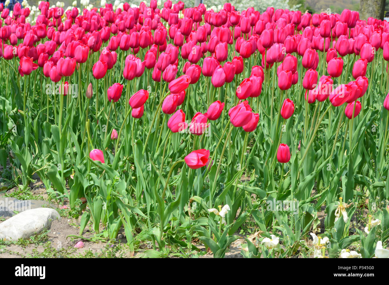 Barcelona Tulips at Windmill Island Tulip Garden Stock Photo - Alamy