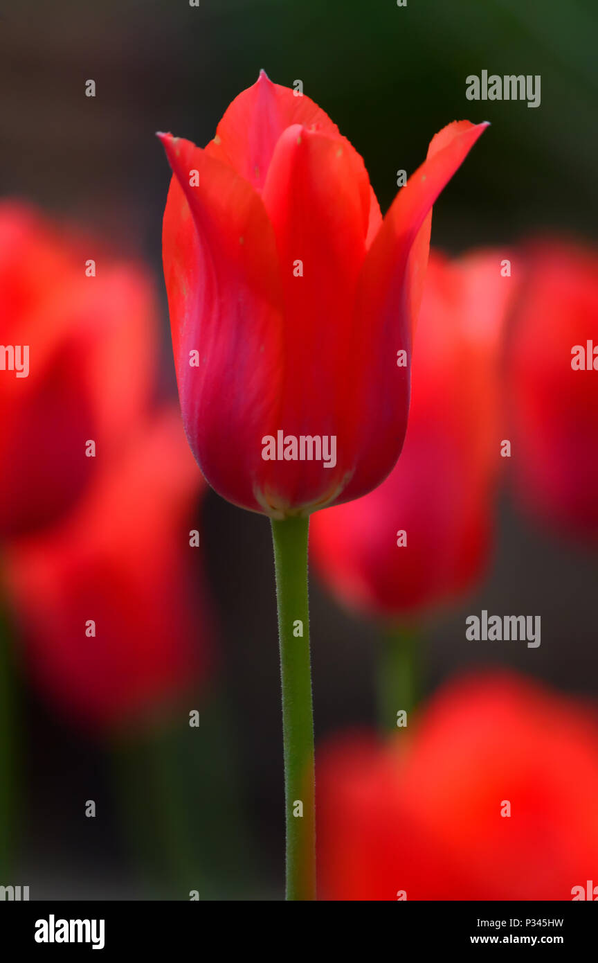 Red Emperor Tulips at Windmill Island Tulip Garden Stock Photo - Alamy