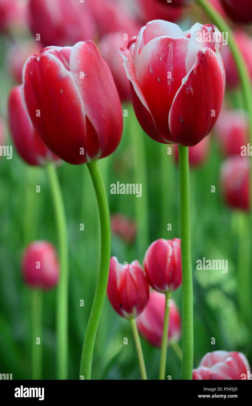 Pirand Emperor Tulips at Windmill Island Tulip Garden Stock Photo - Alamy