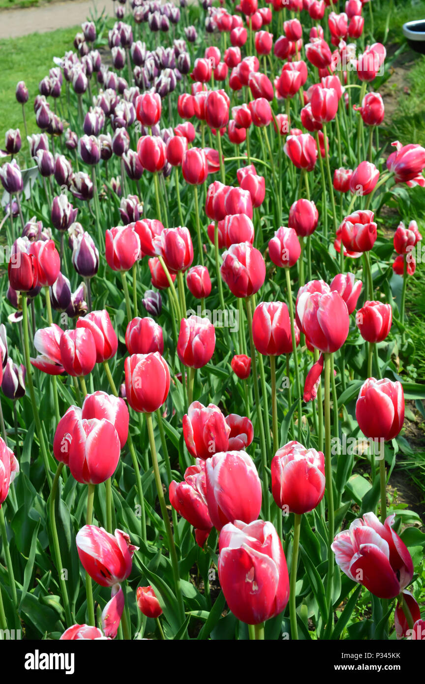 Pirand Emperor Tulips at Windmill Island Tulip Garden Stock Photo - Alamy