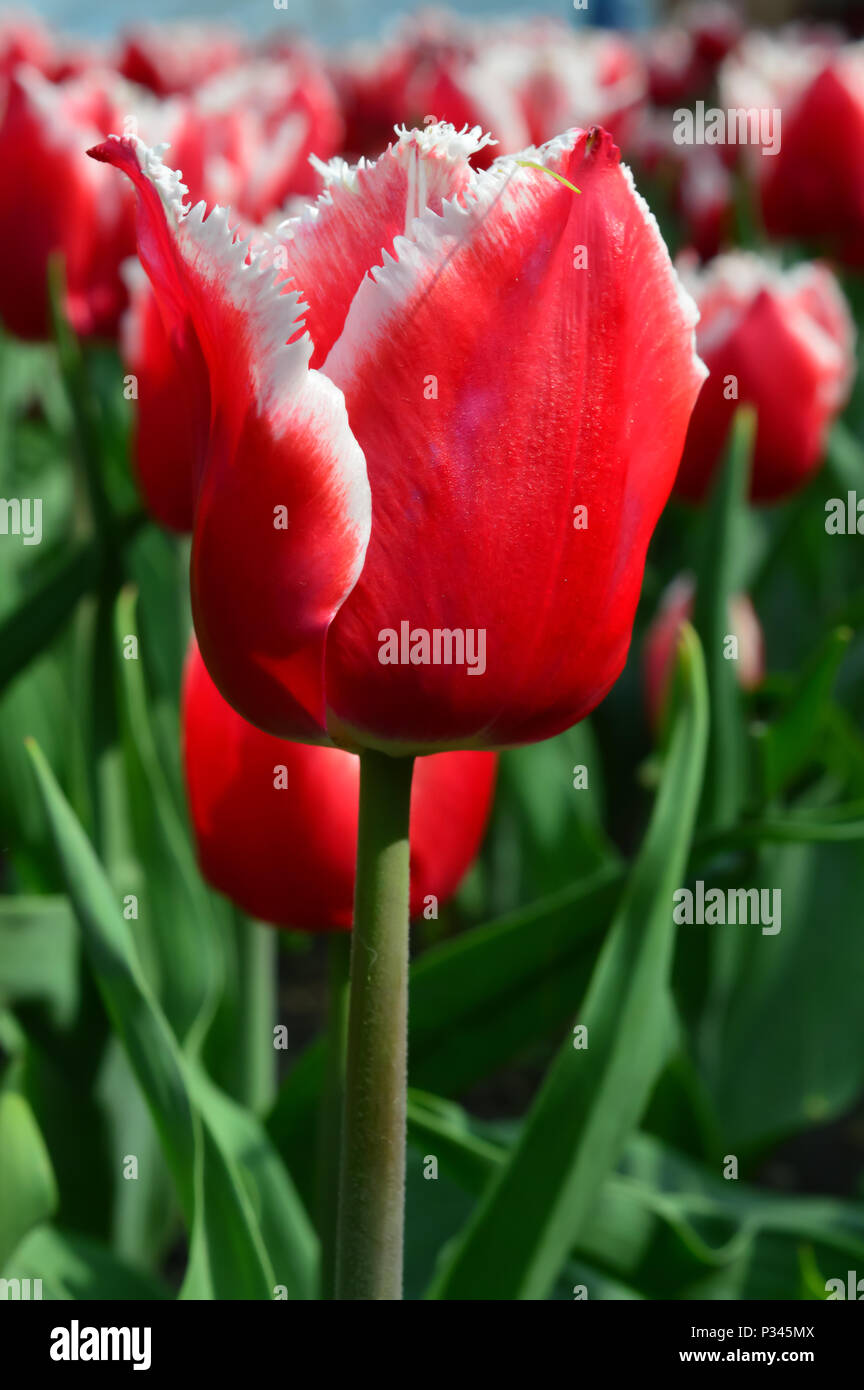Canasta natural hi-res stock photography and images - Alamy