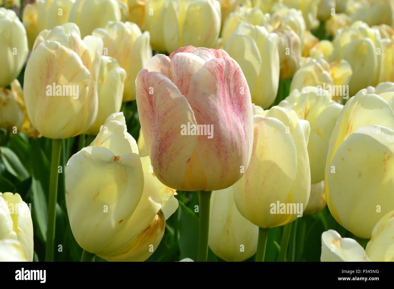 White Emperor Tulips at Windmill Island Tulip Garden Stock Photo - Alamy