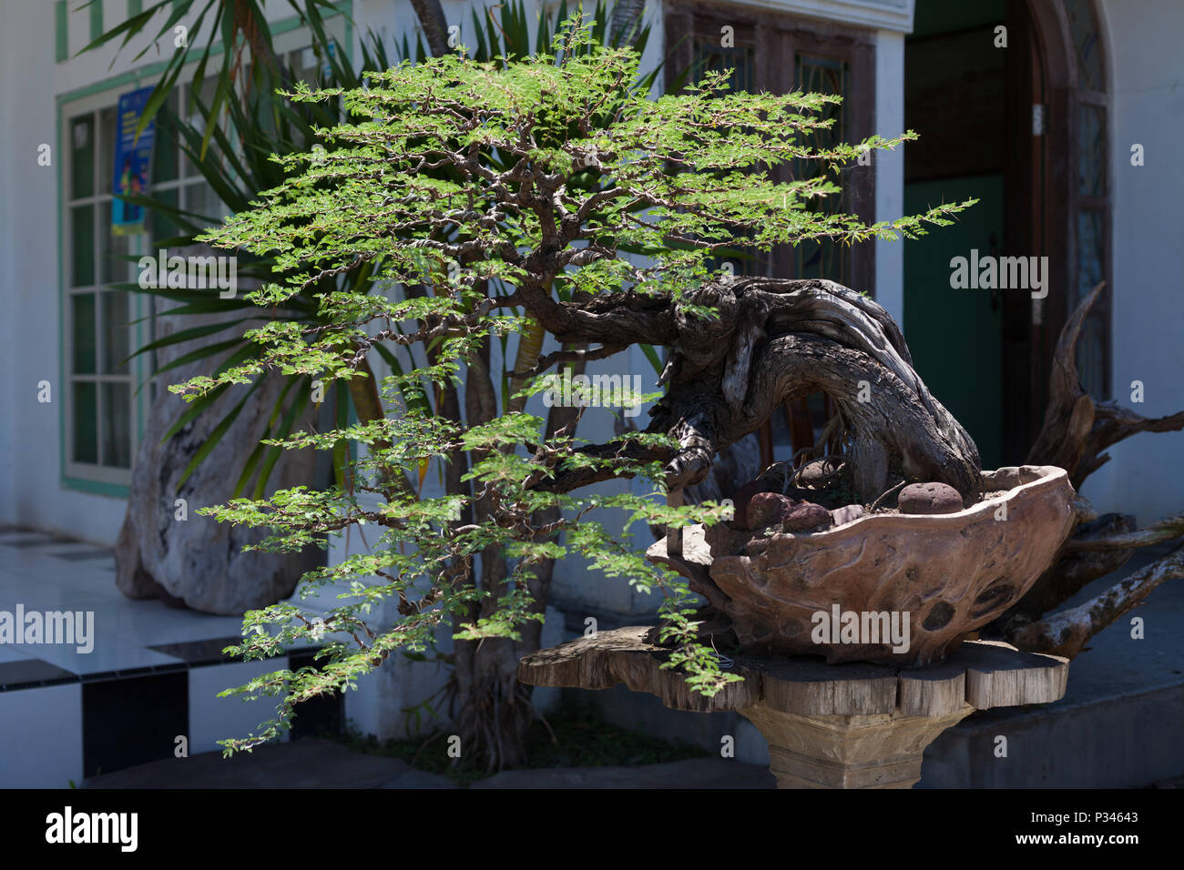 Garden with Bonsai trees on Java, Indonesia Stock Photo - Alamy