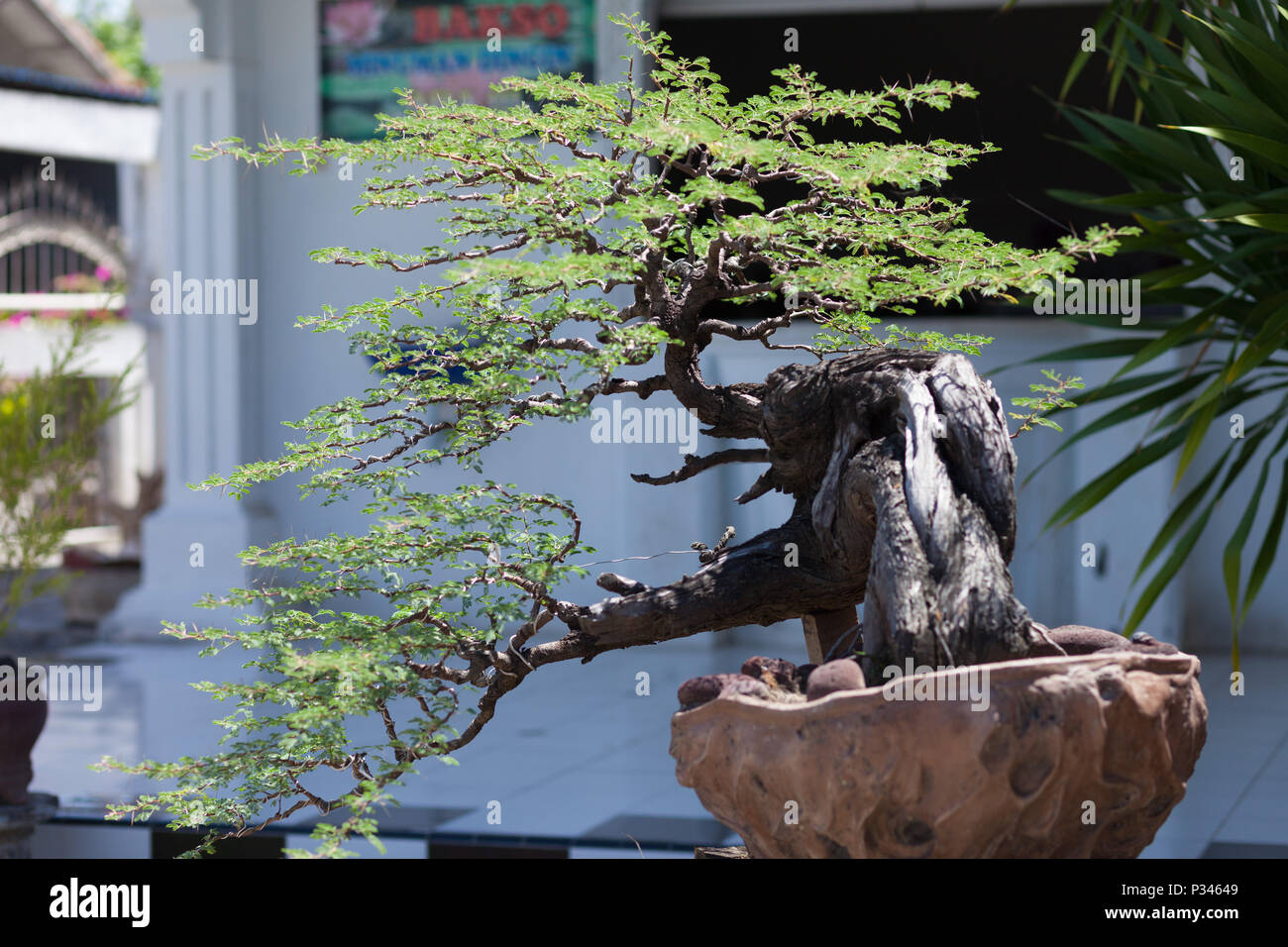 Garden with Bonsai trees on Java, Indonesia Stock Photo - Alamy