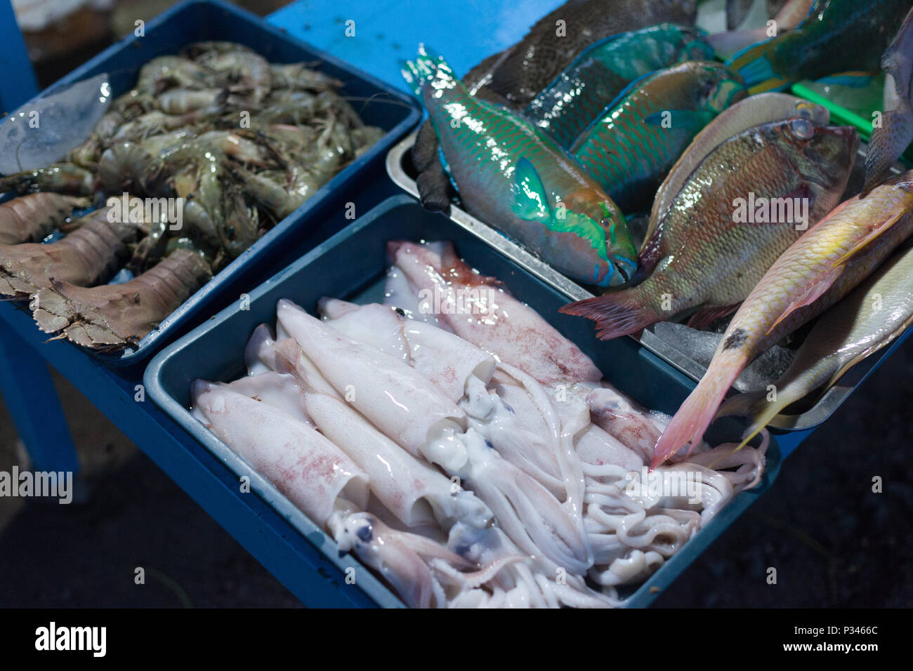 Squid at the Karimunjawa fish market, Java, Indonesia Stock Photo - Alamy