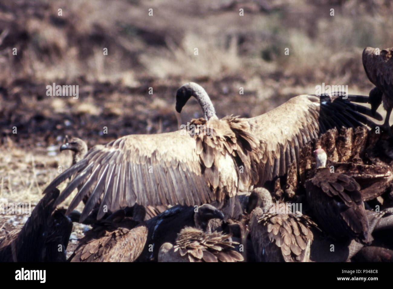 Cape Vulture (Gyps coprotheres), Kruger National Park, Mpumalanga ...