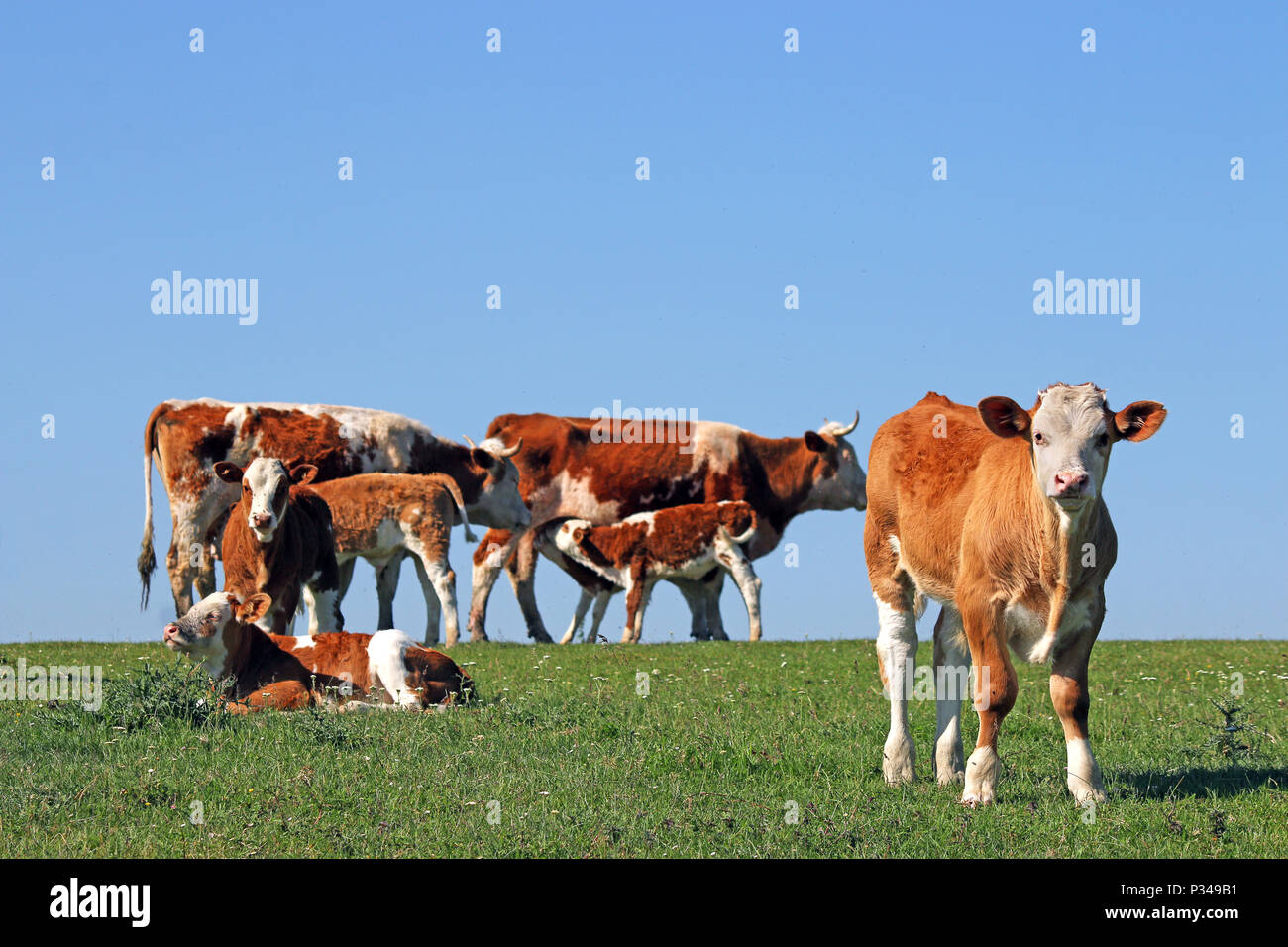 Animal farming cows calves hi-res stock photography and images - Alamy