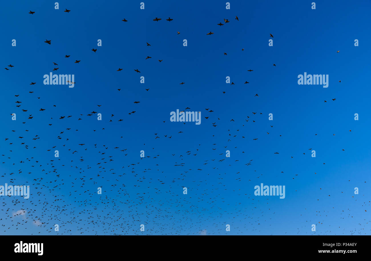 Flying bird swarm - togetherness of animals Stock Photo - Alamy
