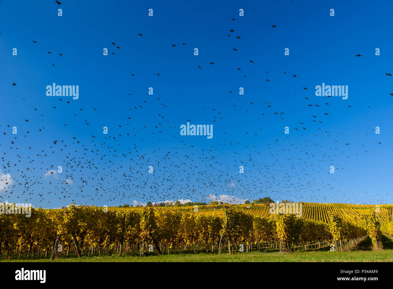 Flying bird swarm - togetherness of animals Stock Photo - Alamy