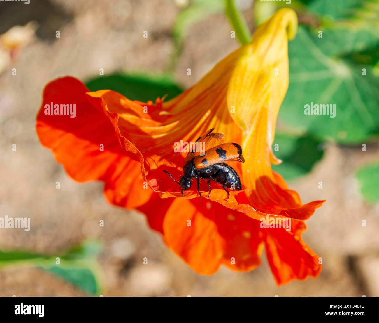 Orange spotted bug hi-res stock photography and images - Alamy