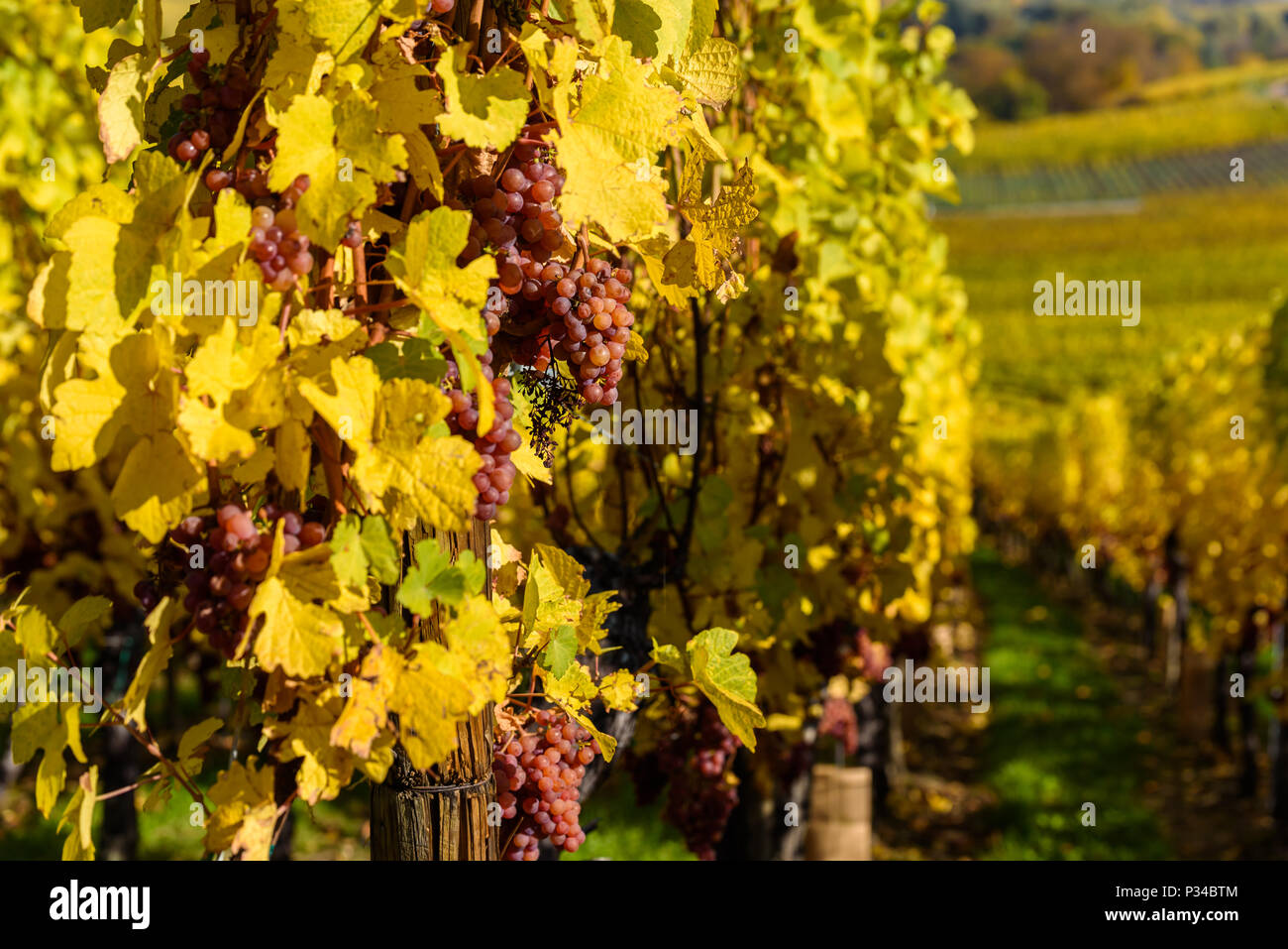 Wine grape - harvest season in the vineyard Stock Photo - Alamy