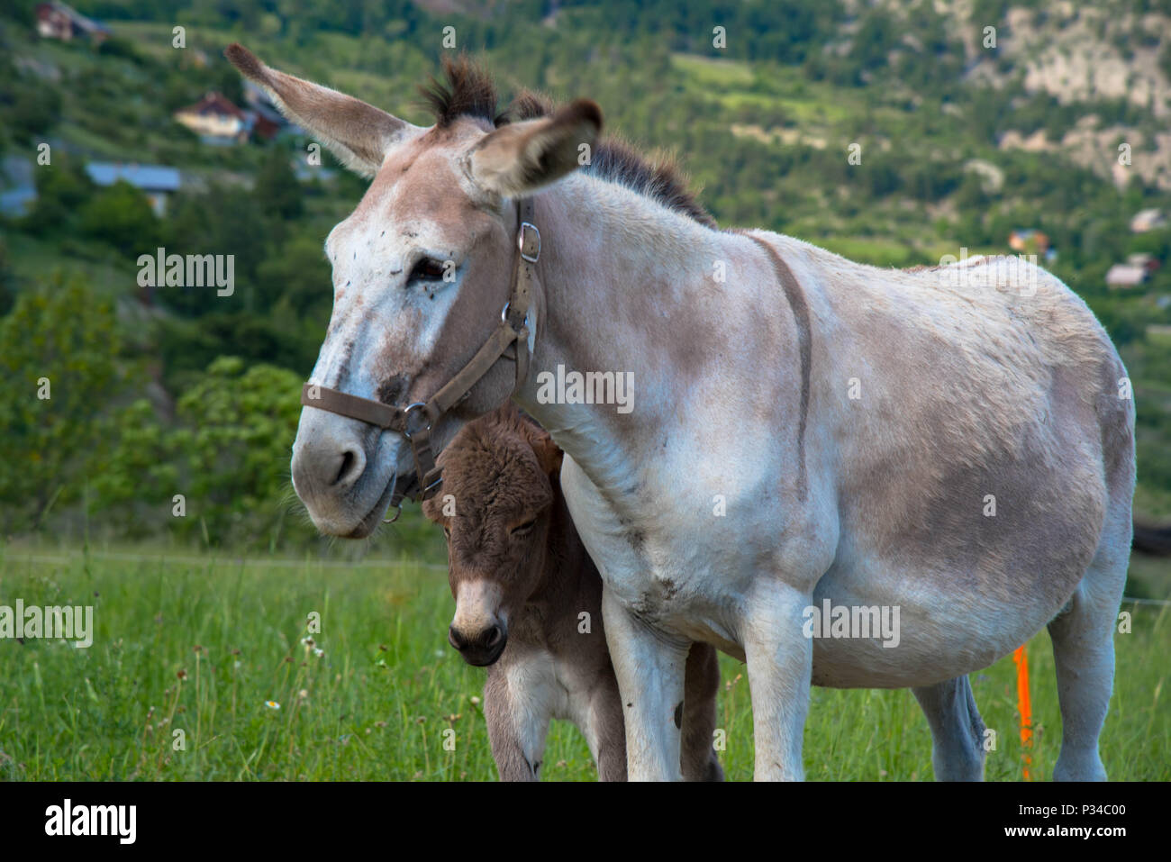 French donkey hi-res stock photography and images - Alamy