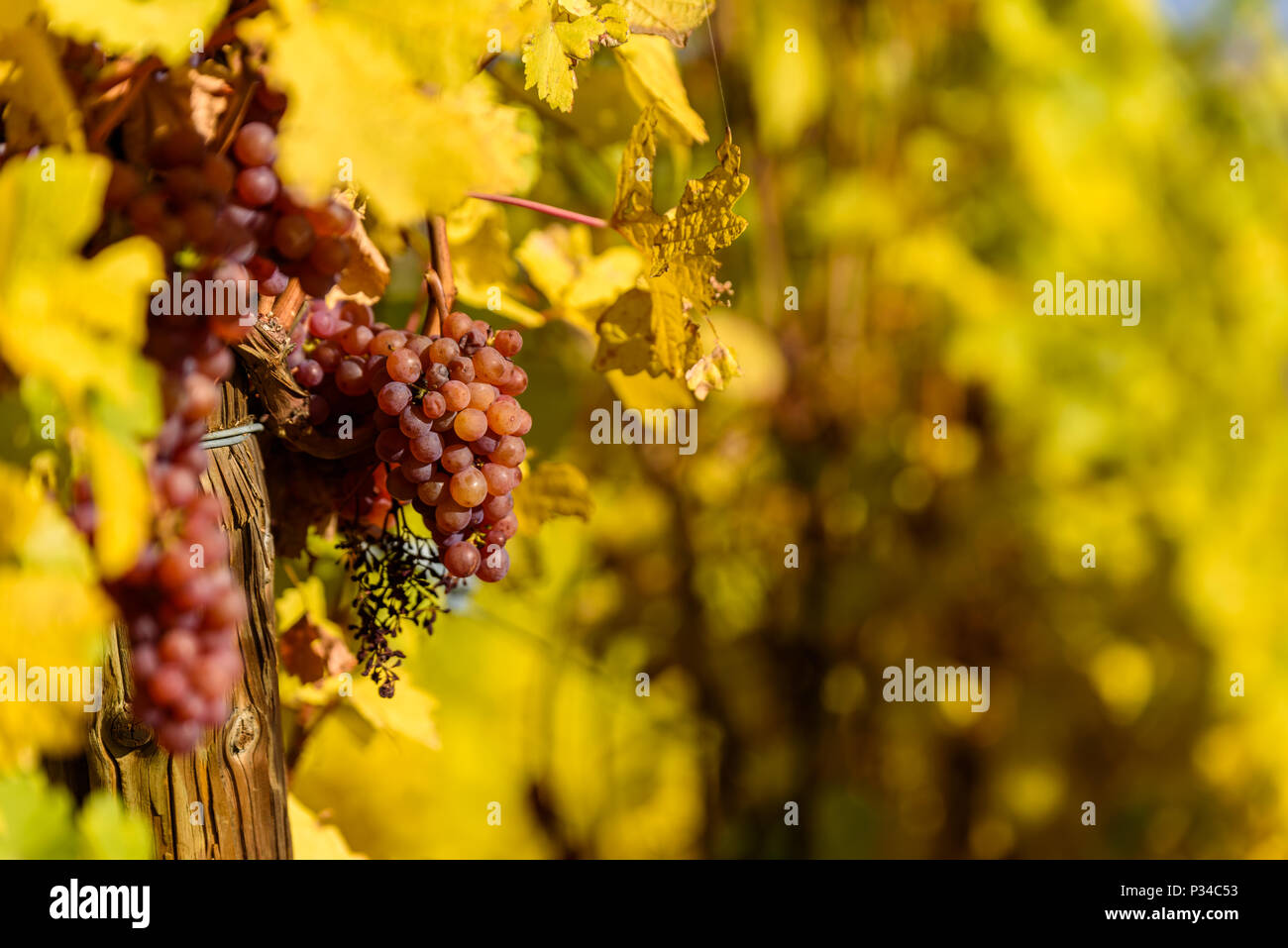 Wine grape - harvest season in the vineyard Stock Photo - Alamy