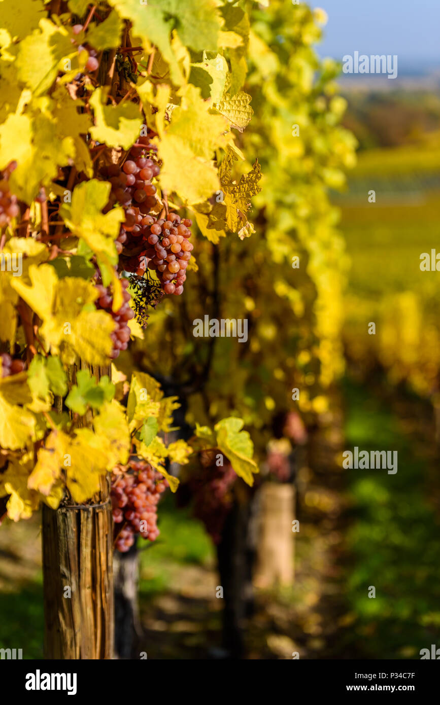 Wine grape - harvest season in the vineyard Stock Photo - Alamy