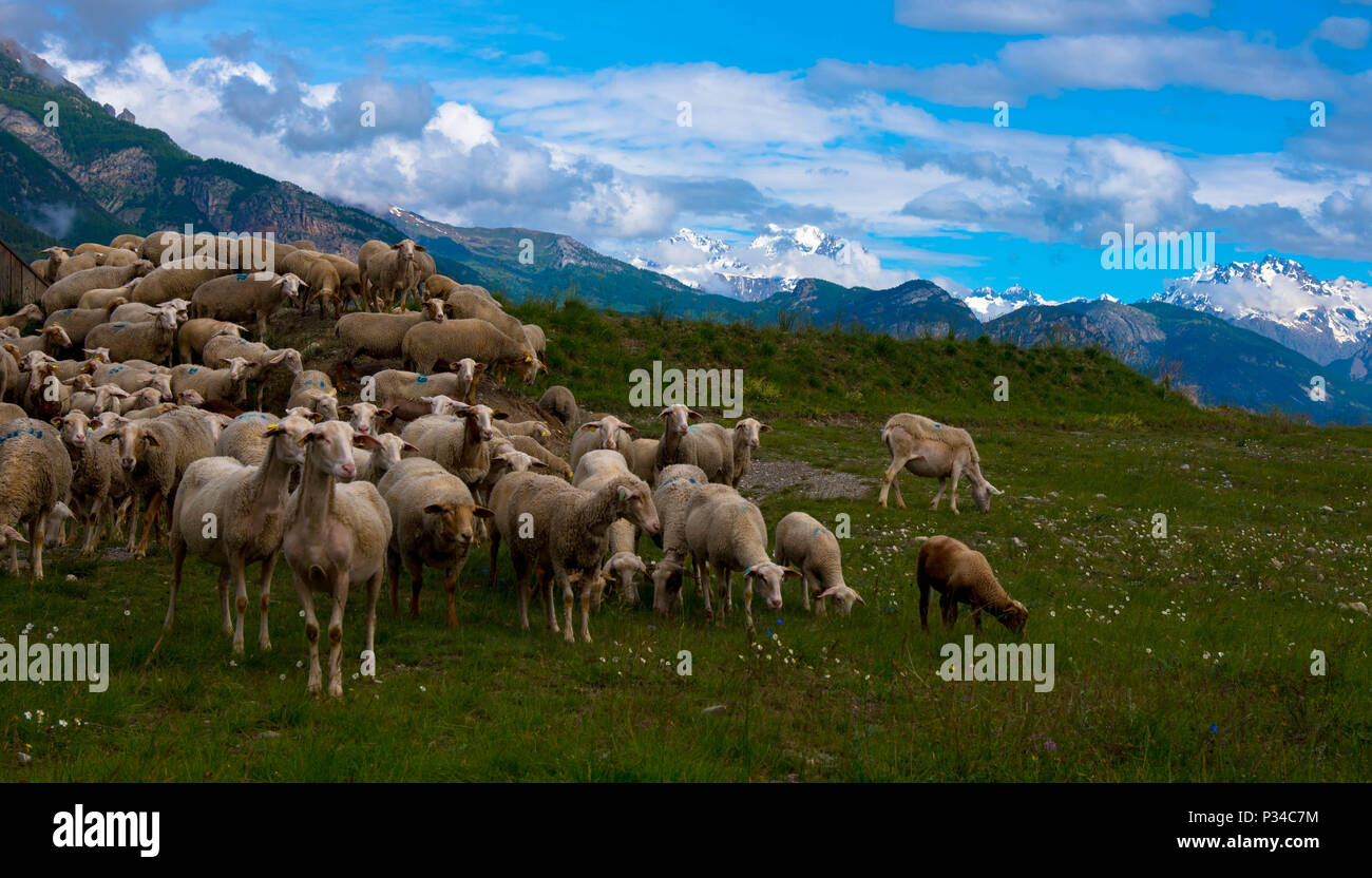 sheep in the french alps at Mont Dauphine Stock Photo - Alamy